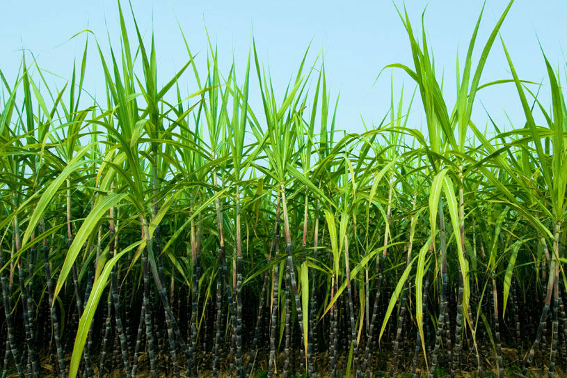 Всеукраїнська аграрна рада пропонує владі підтримати законопроект про ...
