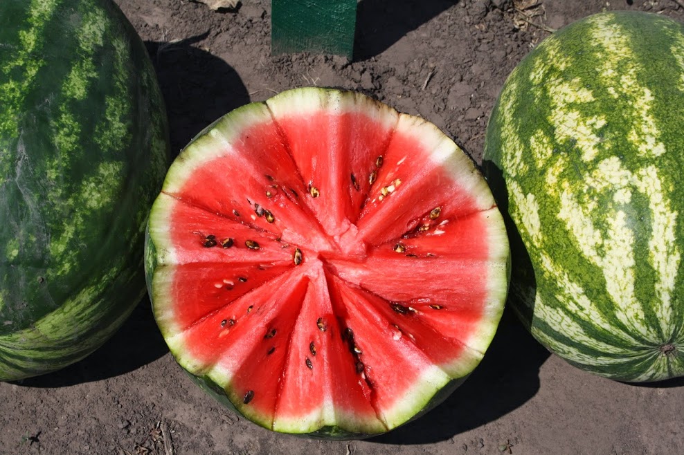 This year, Ukraine has restored the record for the export of melons ...